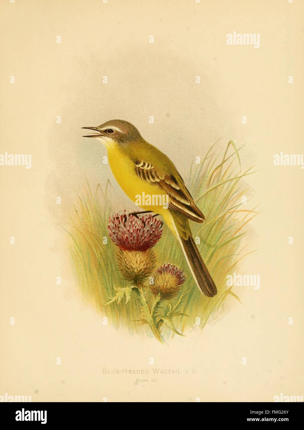 'Birds of Great Britain and Ireland, Order Passeres' showcases bird ...