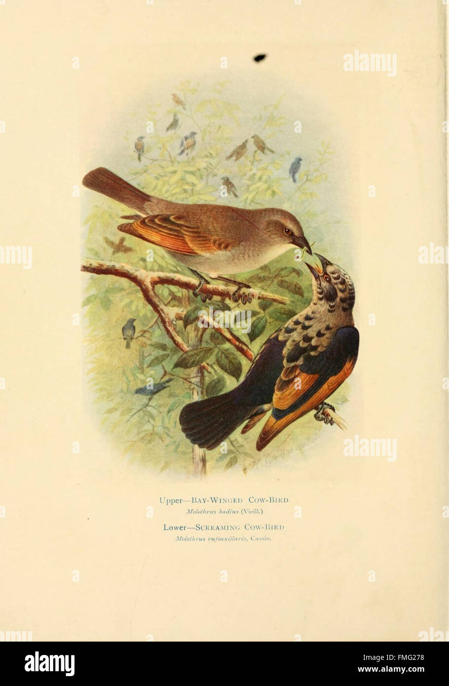 This plate from 'Birds of La Plata' presents an array of bird species ...