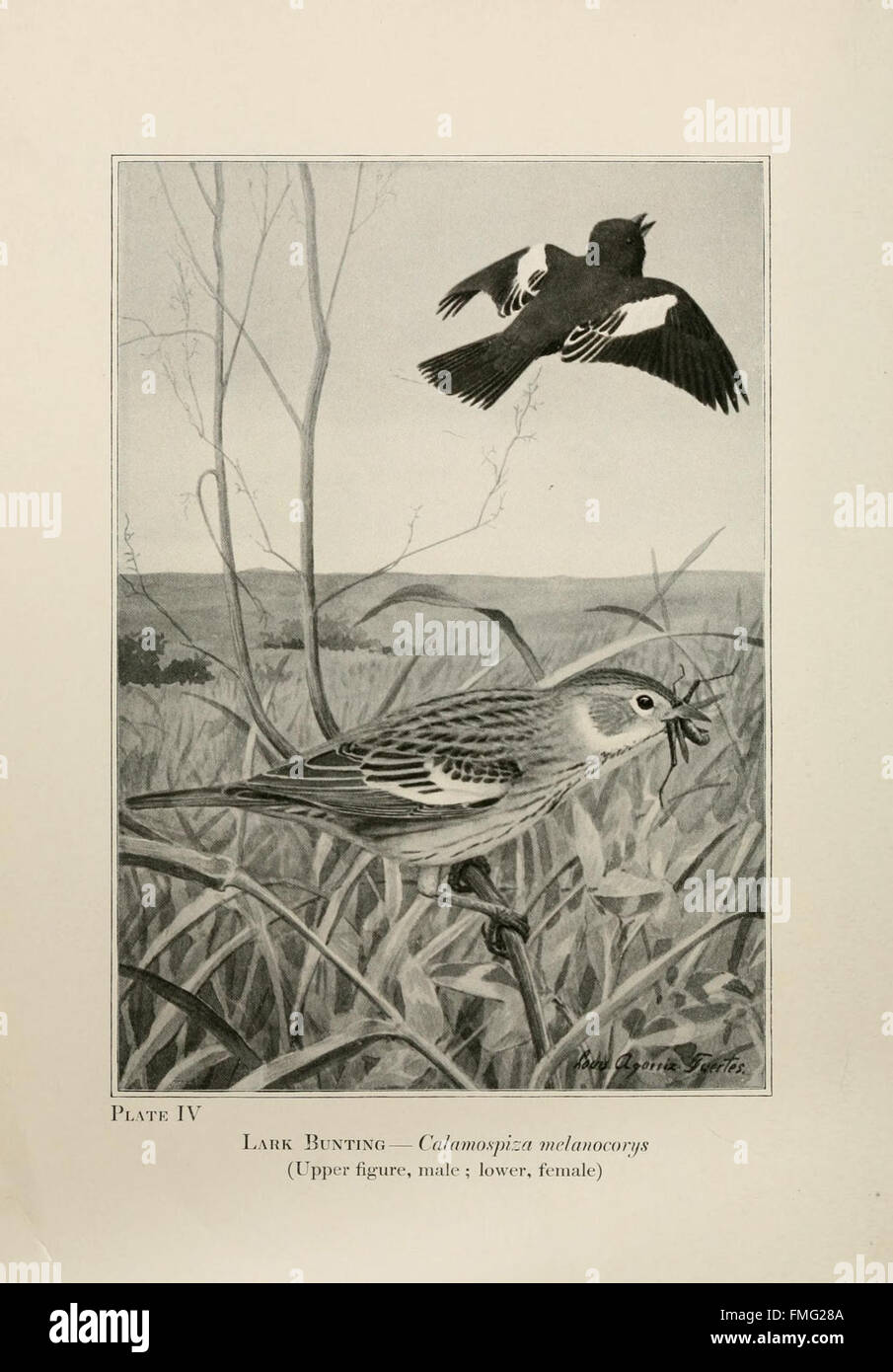 Plate IV from 'Birds of the Rockies' showcases a variety of bird ...