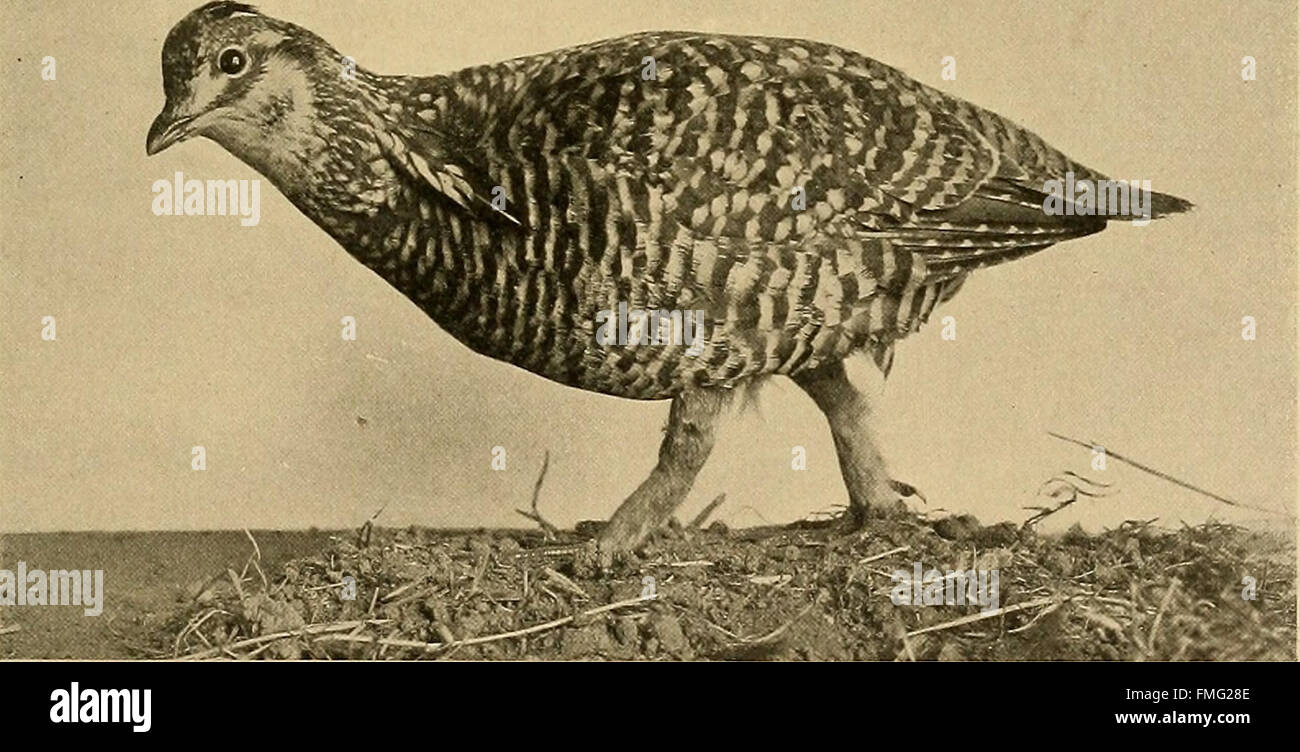 Bird lore (1903 Stock Photo - Alamy
