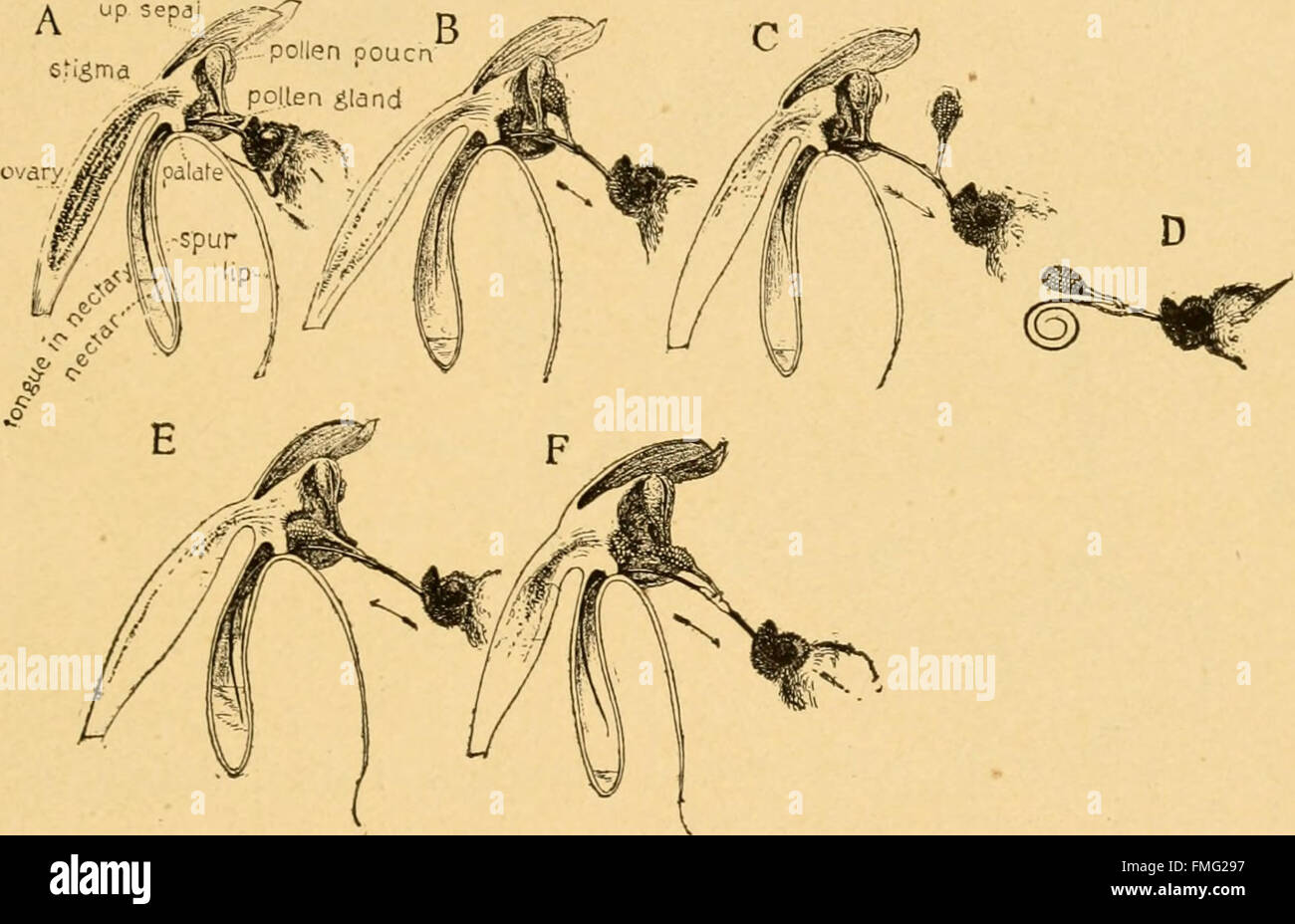 *Blossom Hosts and Insect Guests* (1901) explores the symbiotic ...