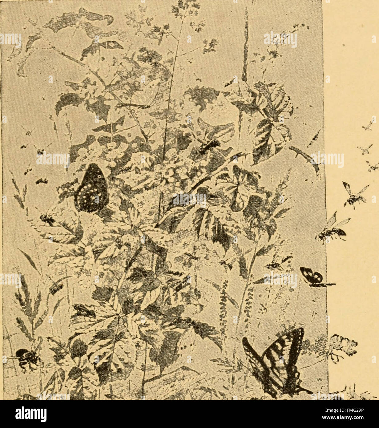 This 1901 work explores the symbiotic relationship between wildflowers ...