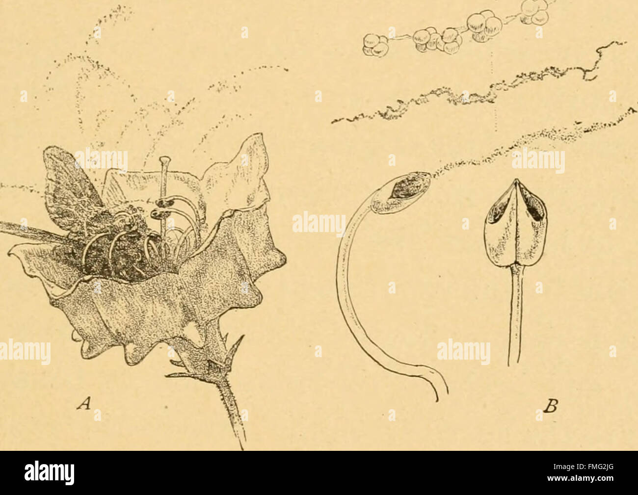 This work from 1901 describes the symbiotic relationships between ...