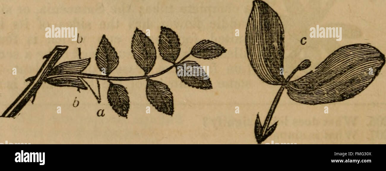 'Botany for Beginners' (1849) offers an introduction to plant science ...