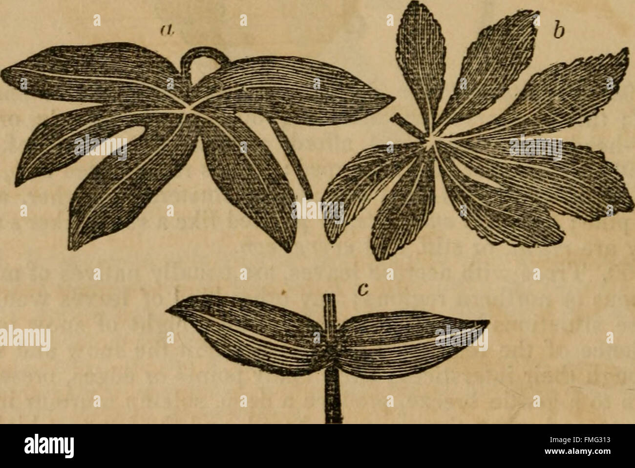 'Botany for Beginners' presents an introductory guide to plant science ...