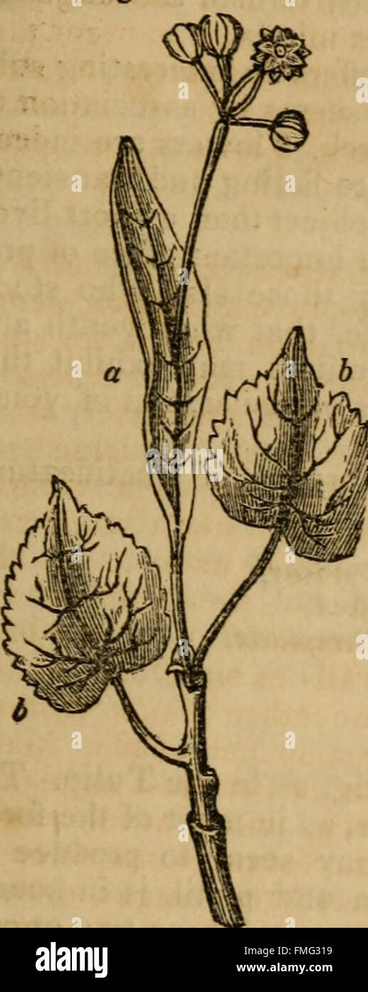 This work introduces readers to the basics of botany, based on Mrs ...