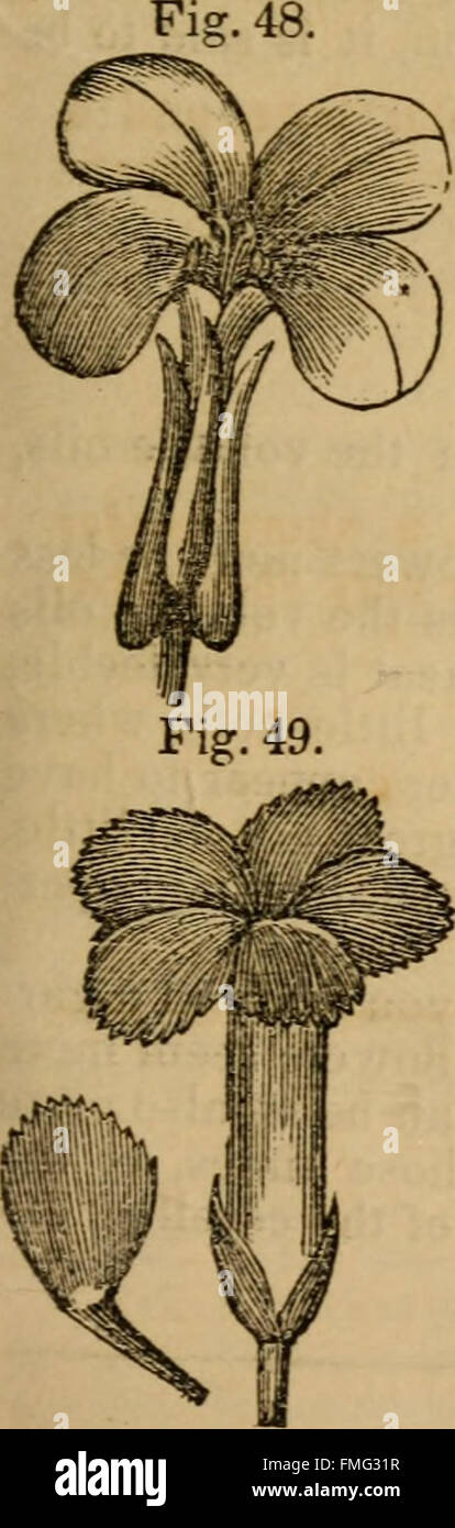 Mrs. Lincoln’s Lectures on Botany (1849) offers a foundational ...