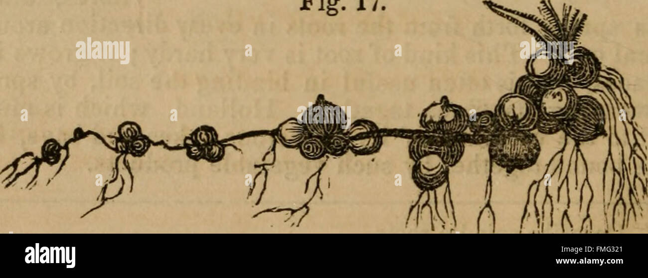 *Botany for Beginners* (1849) introduces Mrs. Lincoln's botany lectures ...