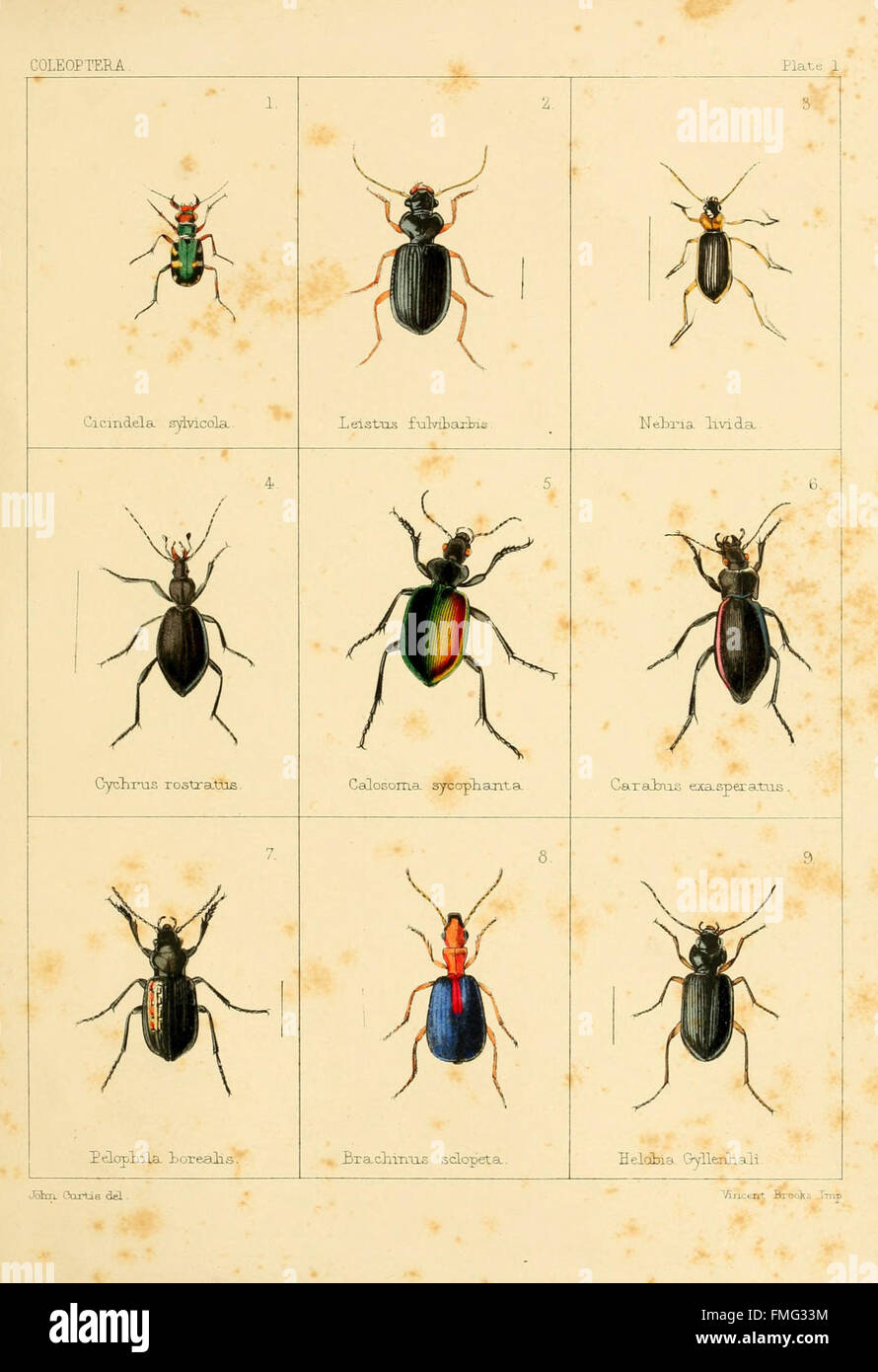 This illustration from 'British Beetles' showcases a variety of beetles ...