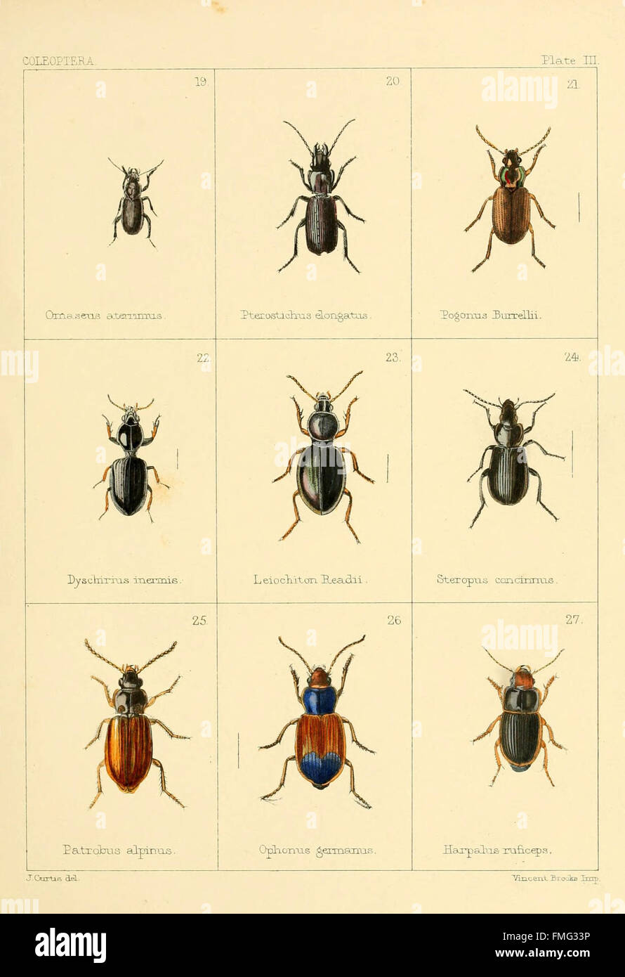 Map of beetles hi-res stock photography and images - Alamy