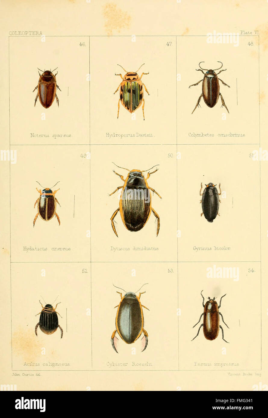 Map of beetles hi-res stock photography and images - Alamy