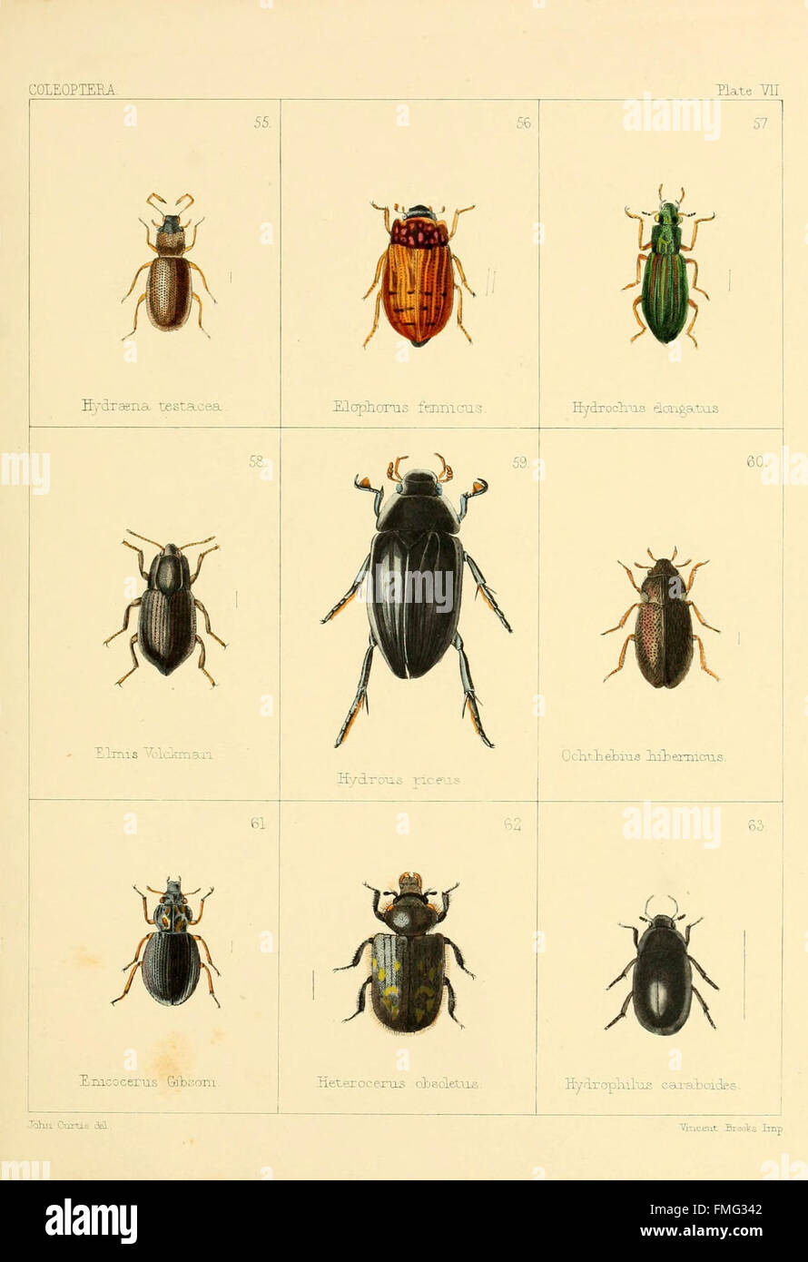 Map of beetles hi-res stock photography and images - Alamy