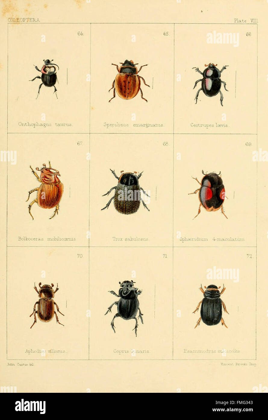 Detailed engravings of various beetle species hi-res stock photography ...
