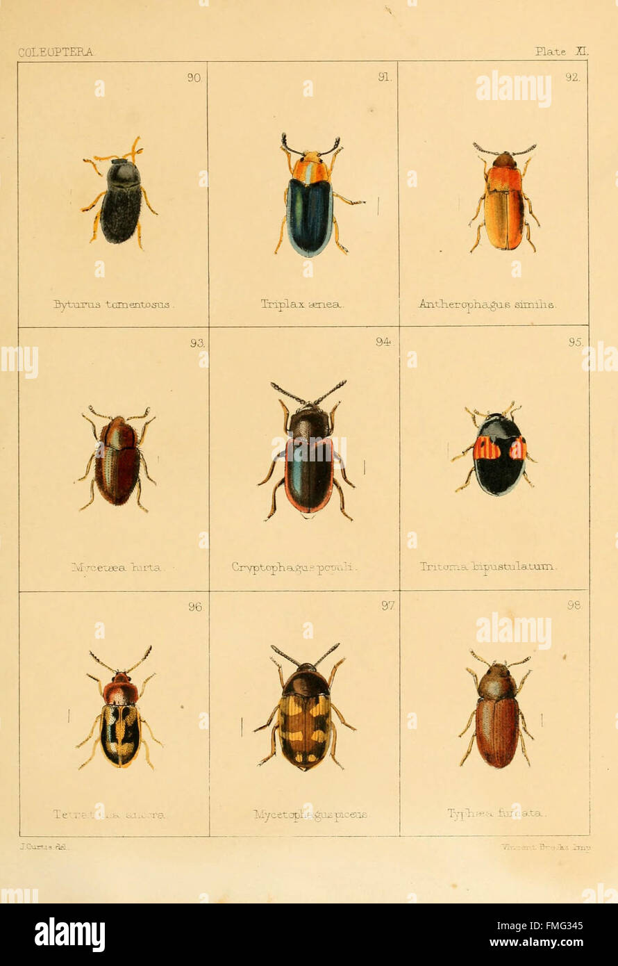 This publication presents various species of British beetles, with ...