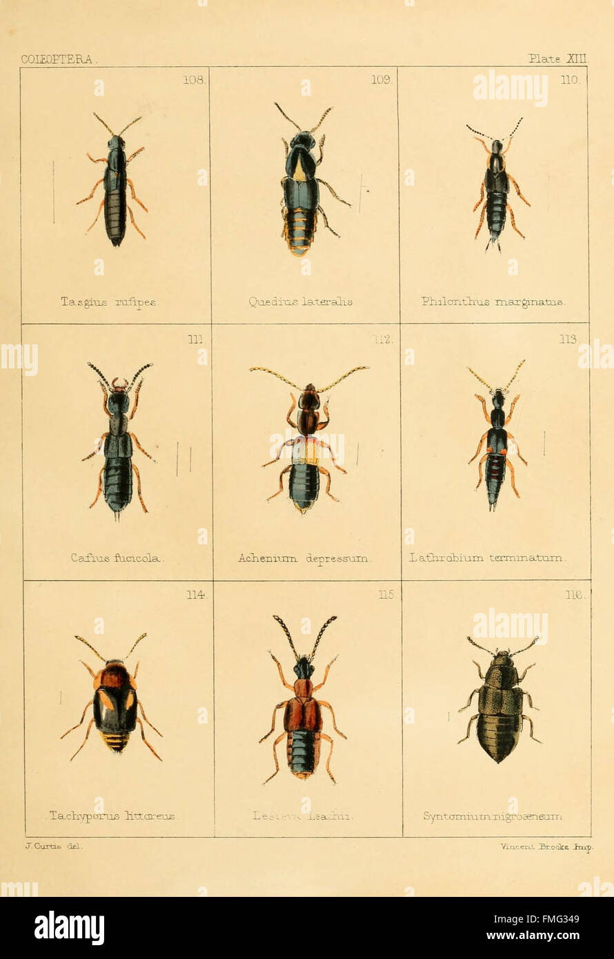 Map of beetles hi-res stock photography and images - Alamy