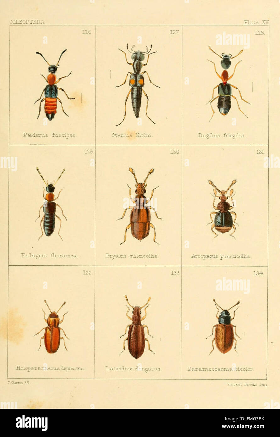 'British Beetles' (Plate XV) presents detailed illustrations and ...