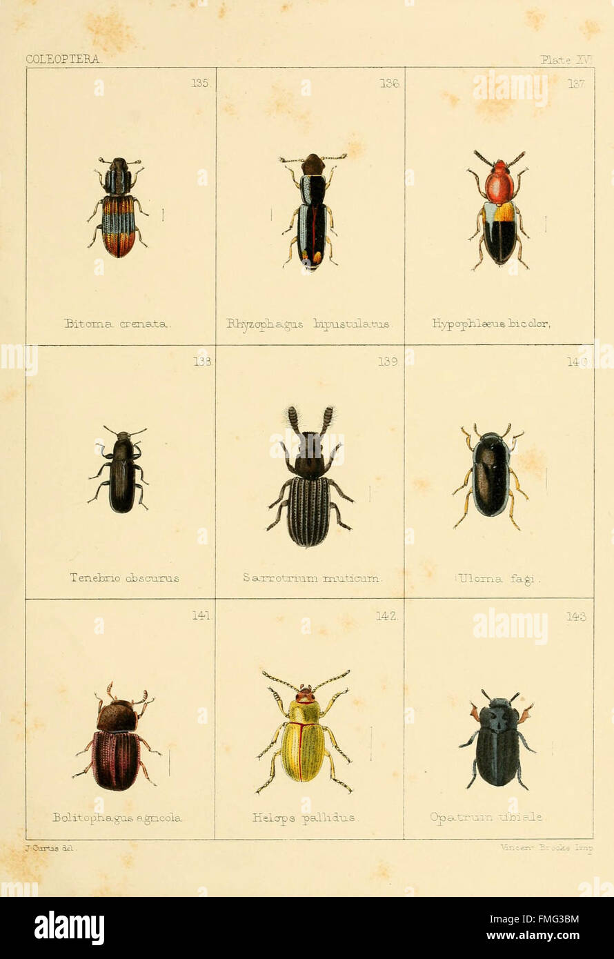 Map of beetles hi-res stock photography and images - Alamy