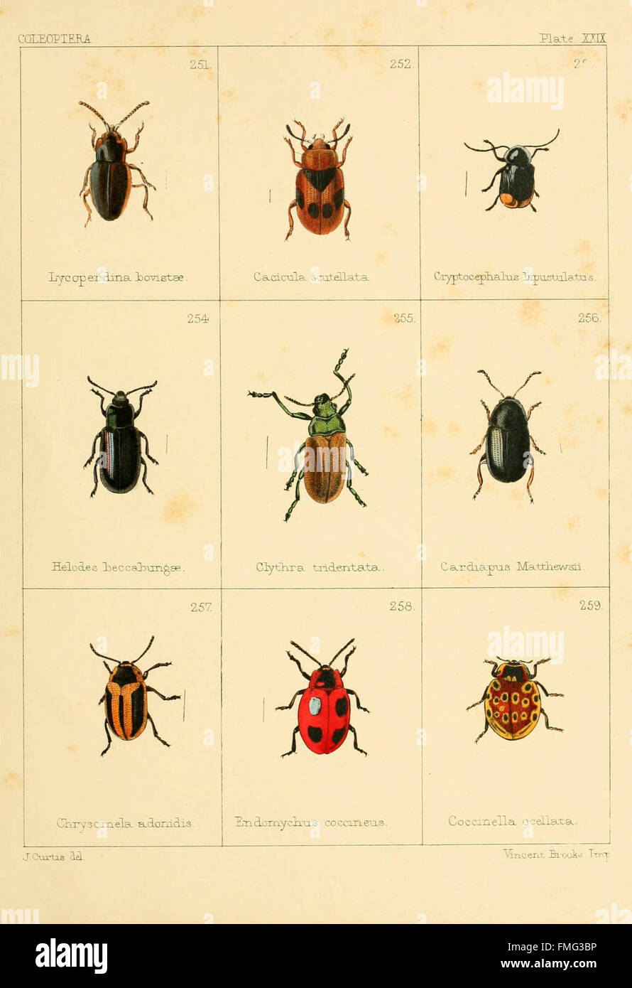 Map of beetles hi-res stock photography and images - Alamy