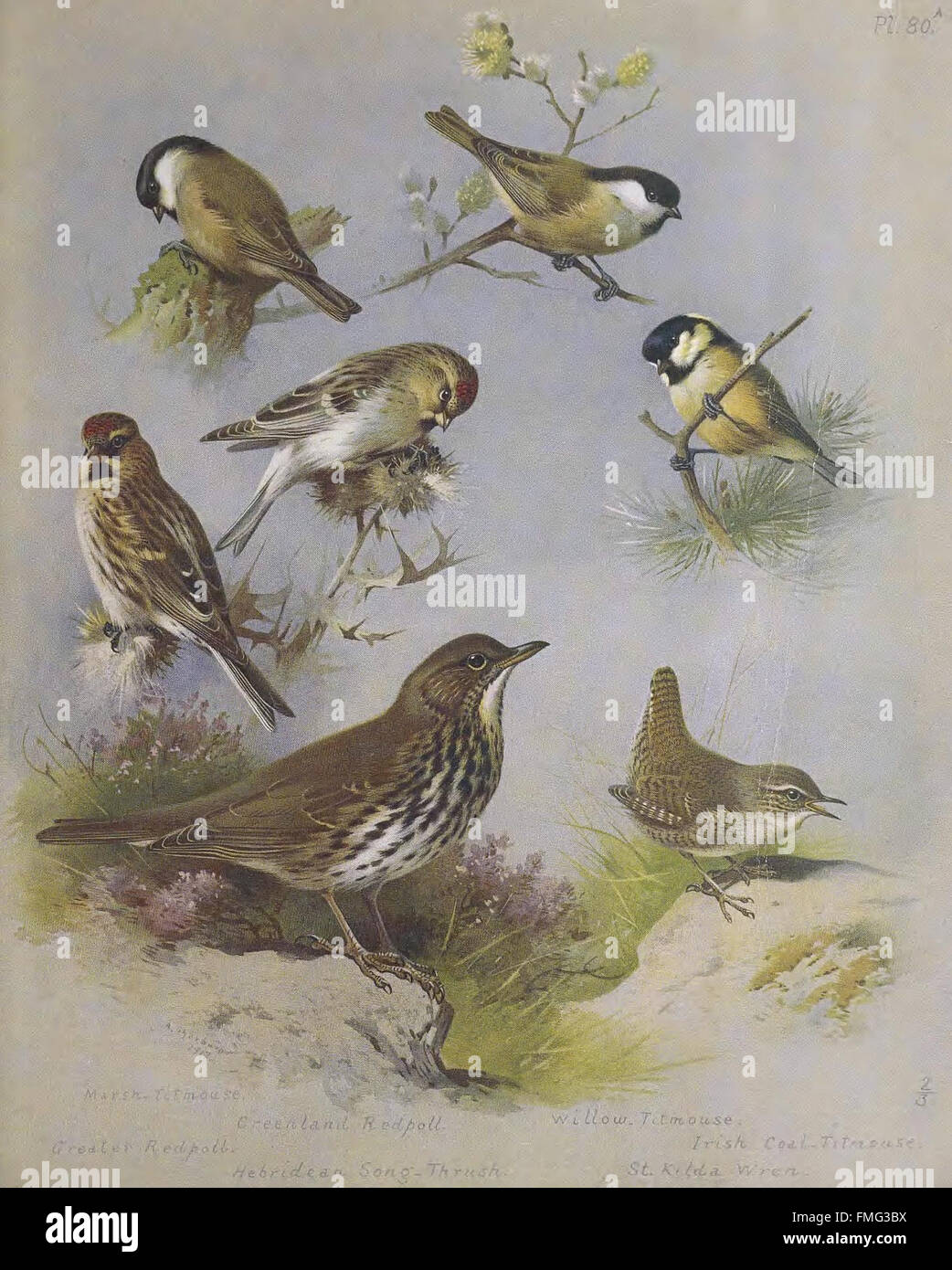 Plate 1 from 'British Birds' presents illustrations of native British ...