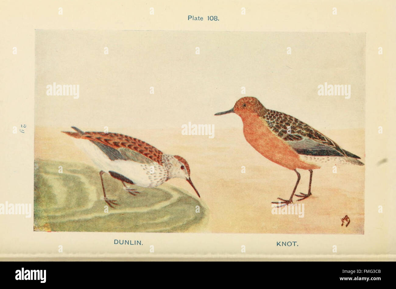Plate 108 from 'British Birds and Their Eggs' illustrates various bird ...