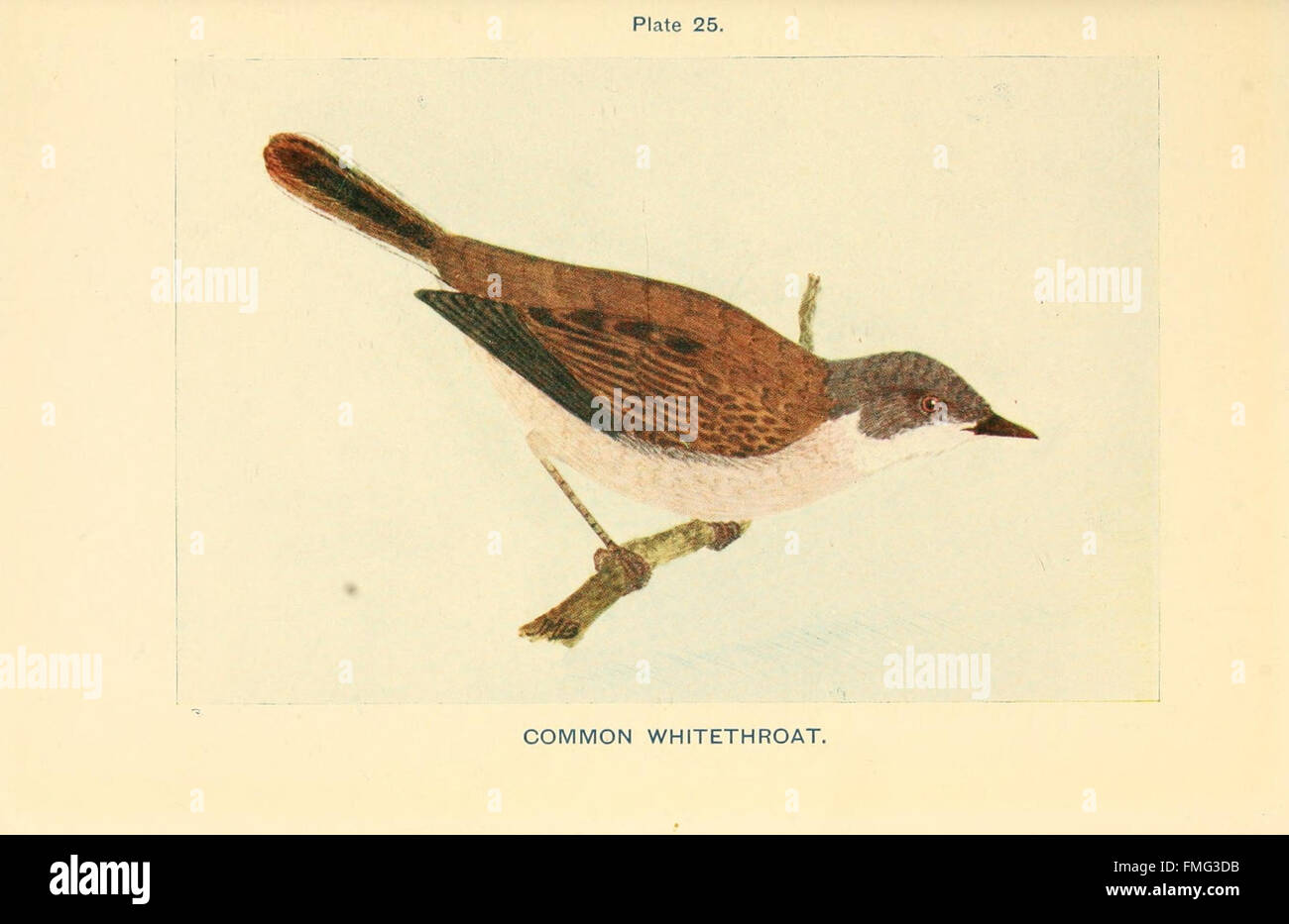 This plate features various British bird species and their eggs ...