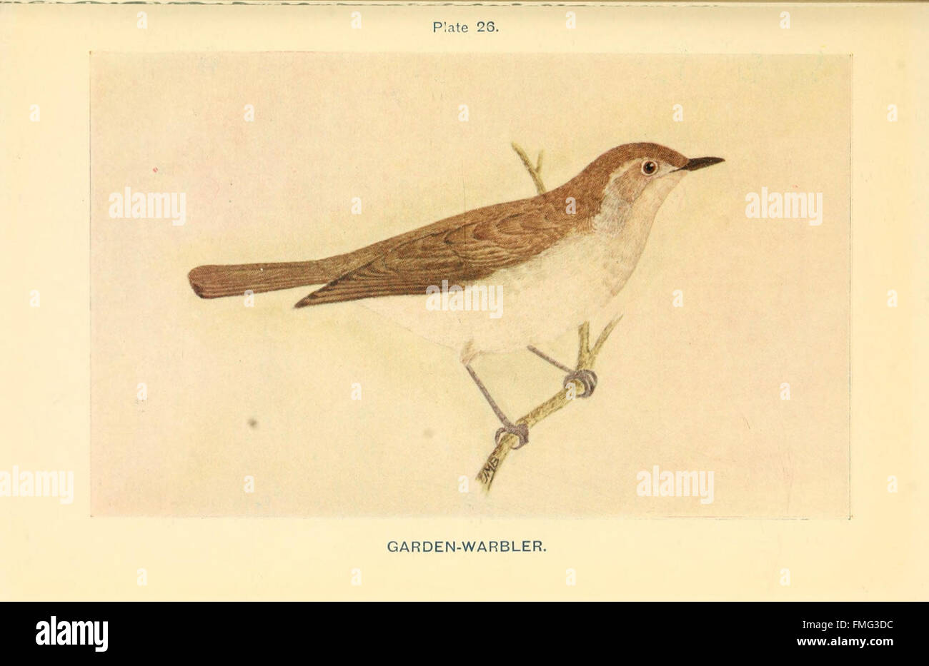 'British Birds and Their Eggs' provides detailed illustrations and ...