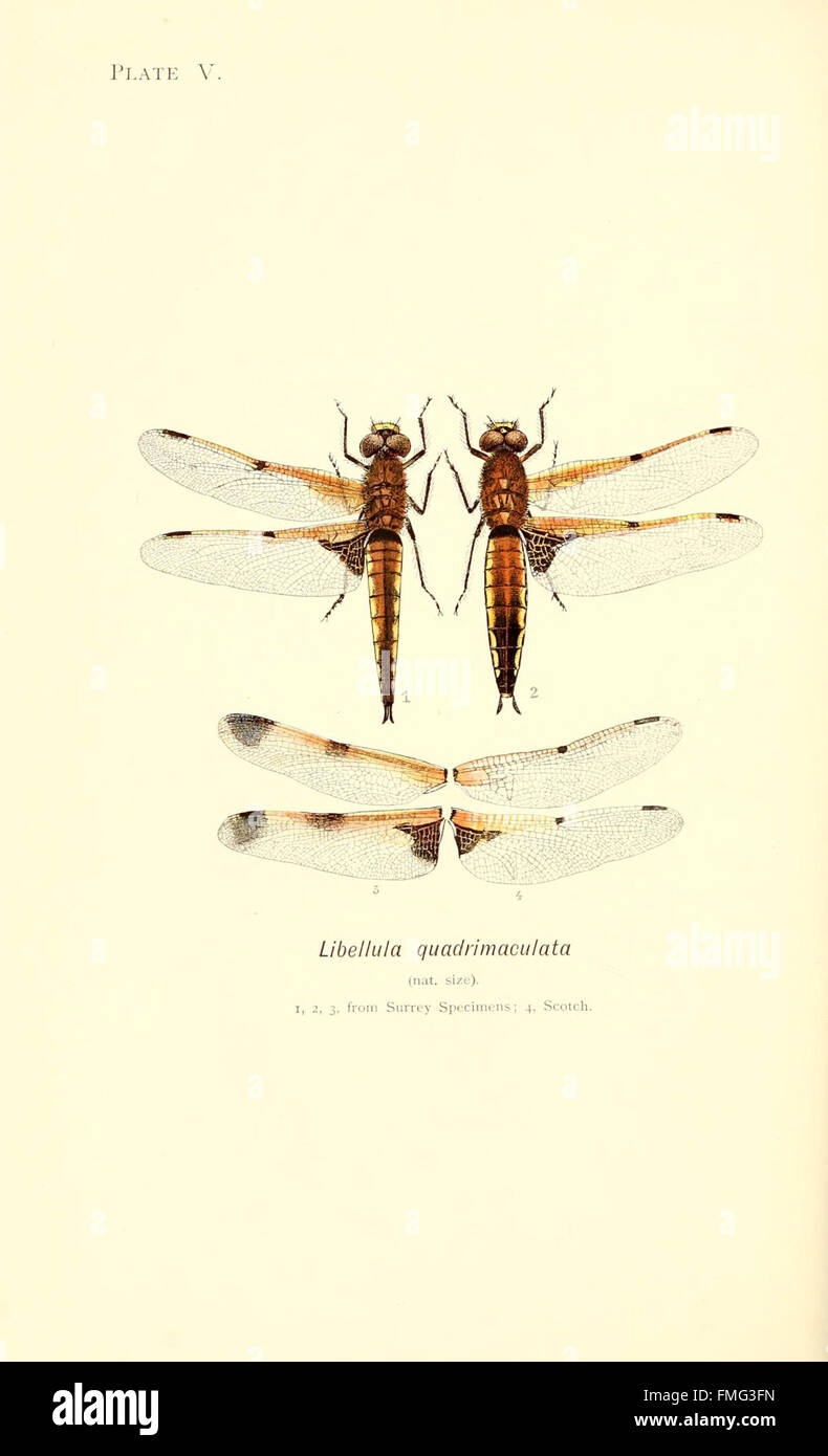 This plate from *British Dragonflies* depicts a variety of dragonfly ...
