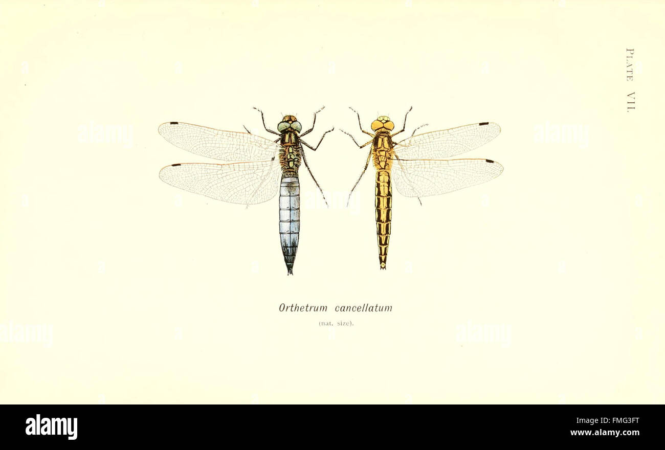 Plate VII from British Dragonflies illustrates various species of ...