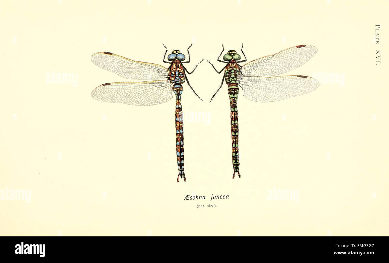 British dragonflies hi-res stock photography and images - Alamy