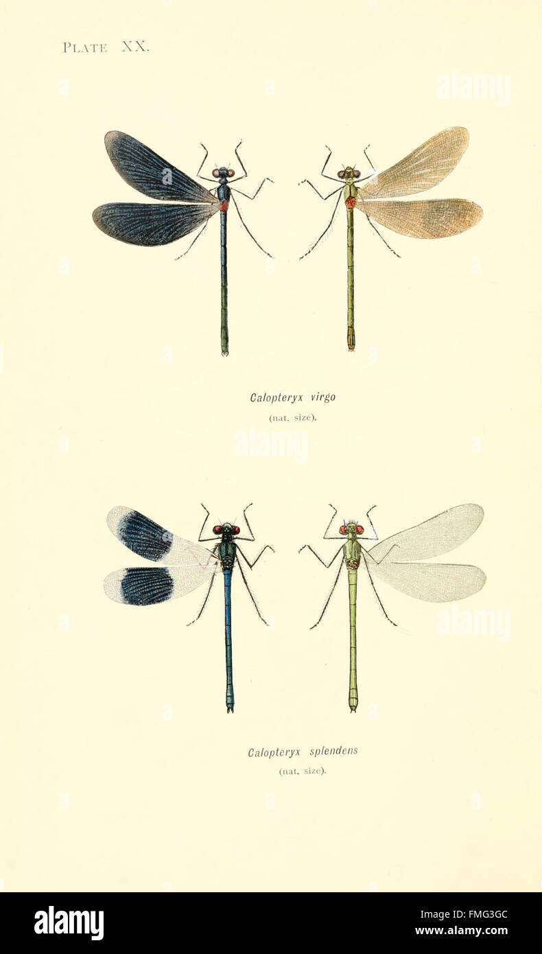 British dragonflies hi-res stock photography and images - Alamy