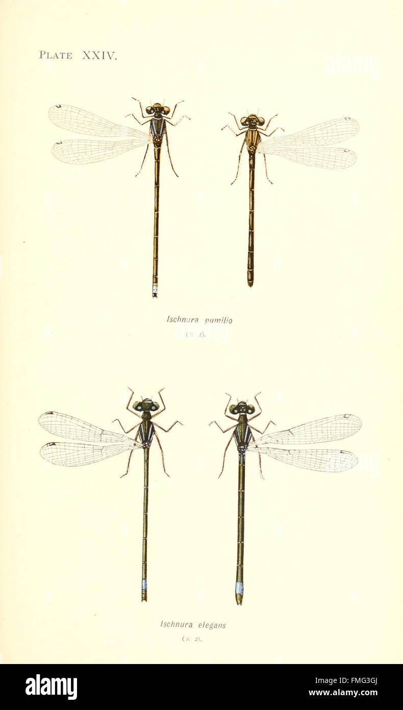This plate from *British Dragonflies* presents detailed illustrations ...