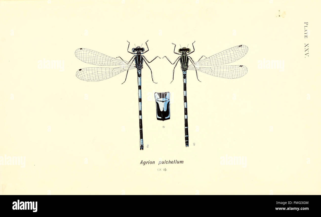 Dragonfly anatomy hi-res stock photography and images - Alamy