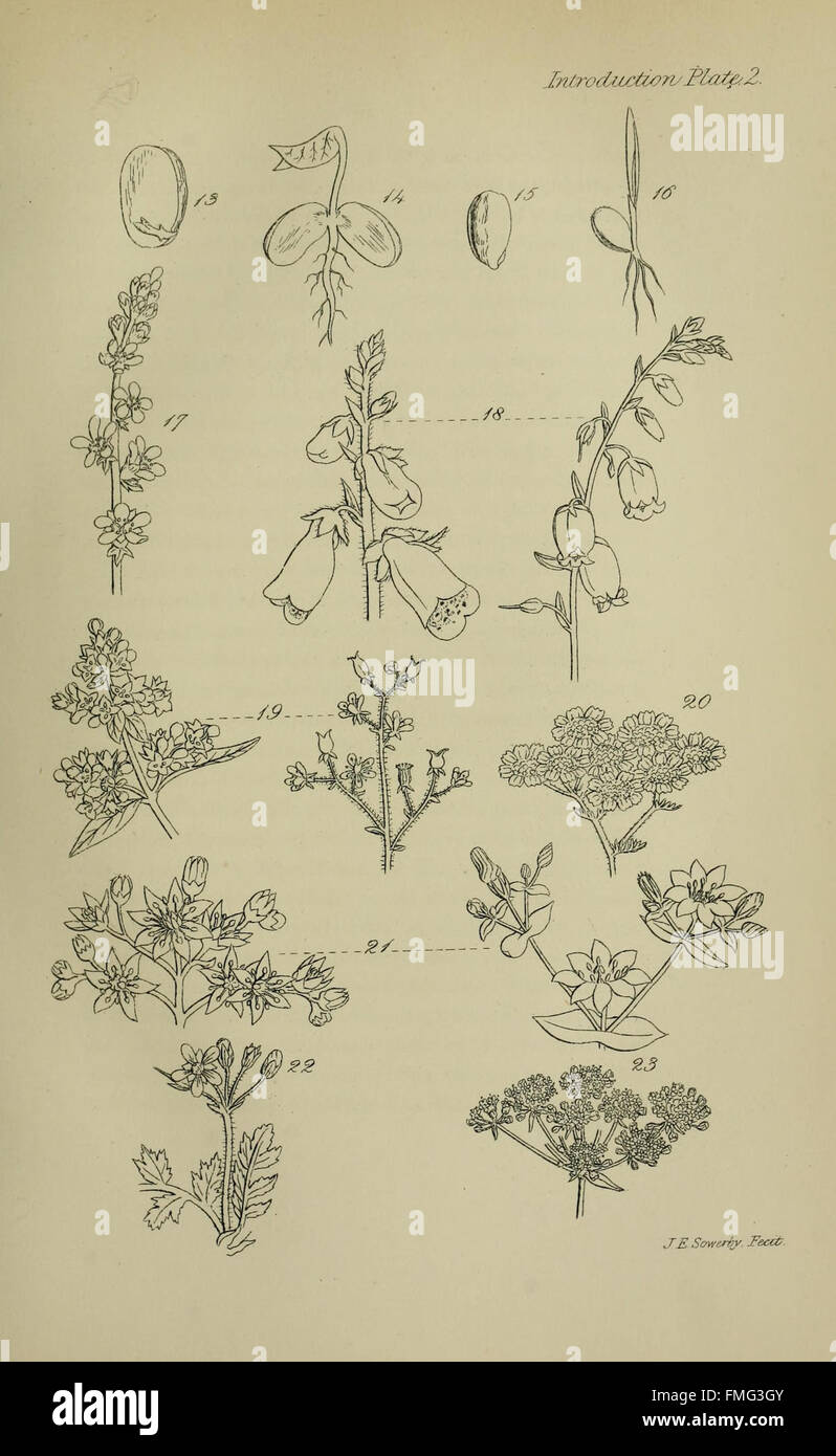 British wild flowers (Introduction Plate 2 Stock Photo - Alamy