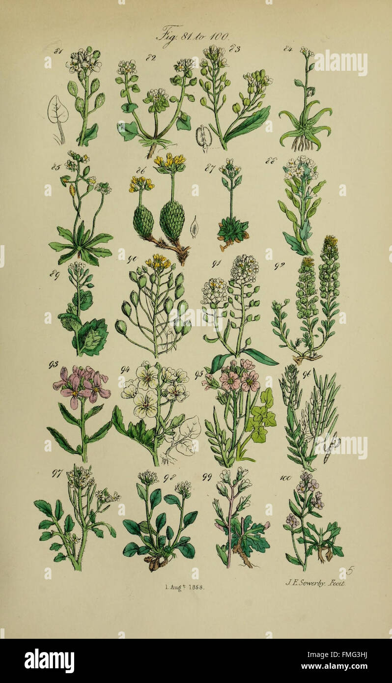 Plate 5 from 'British Wild Flowers' showcases a variety of native plant ...