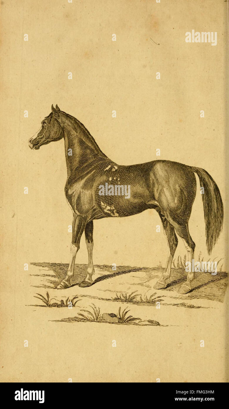 'British Zoology' Plate I presents various British animal species ...