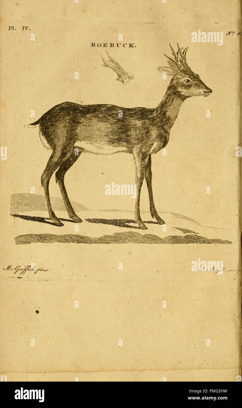 *British Zoology* (Pl. IV) provides an illustrated overview of the ...