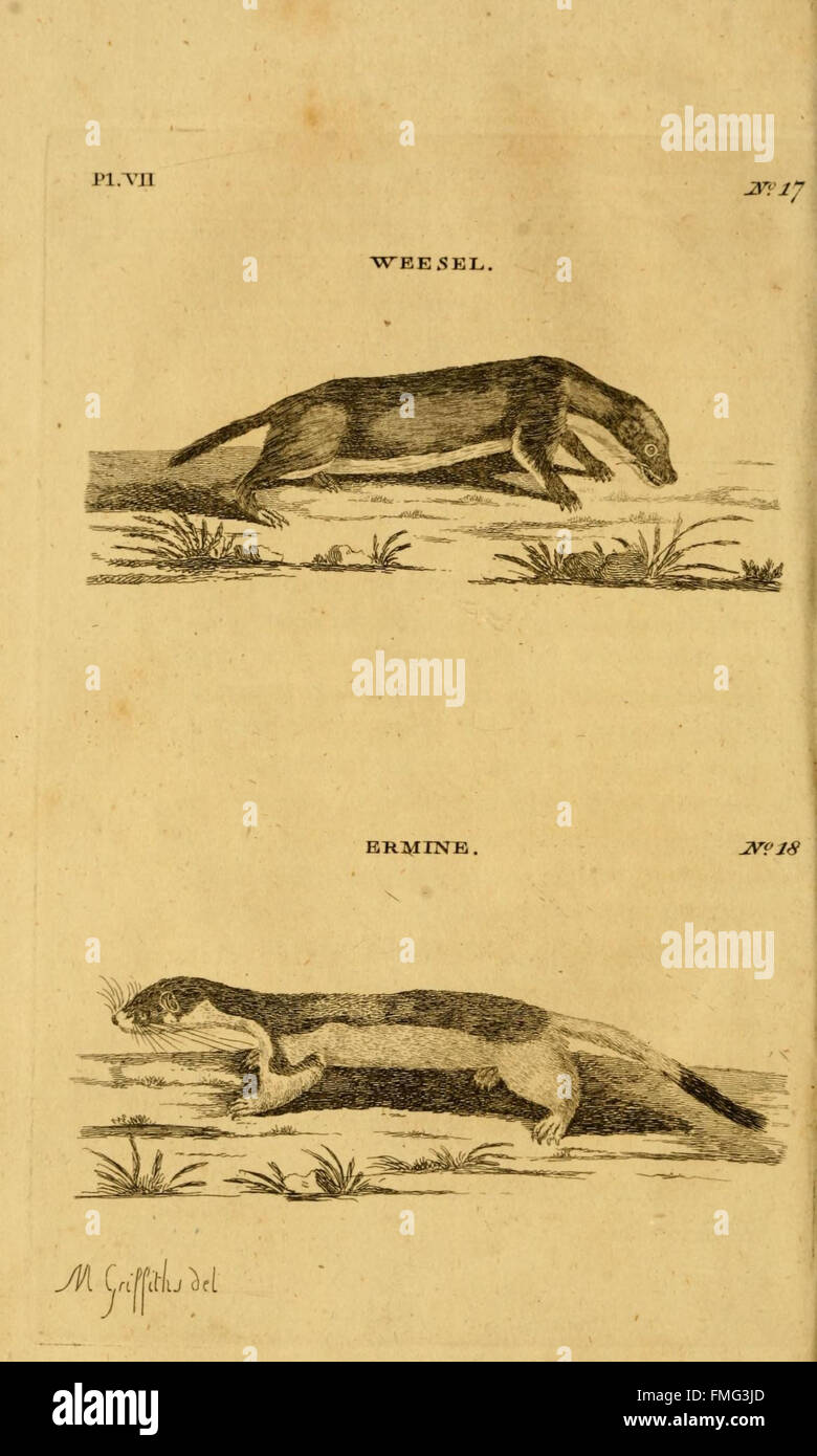 The illustration from 'British Zoology' (Pl. VII) showcases various ...