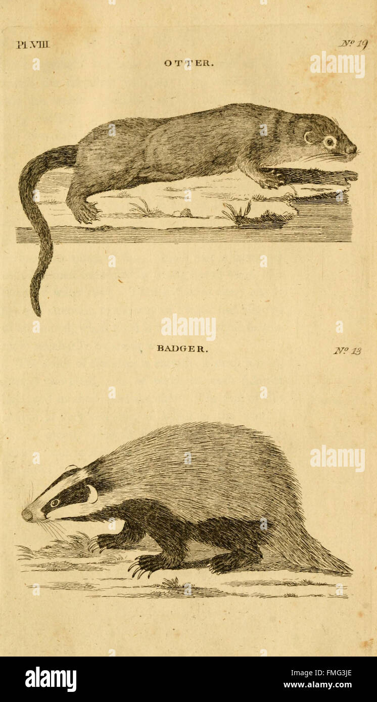 Plate VIII of 'British Zoology' presents detailed illustrations of ...