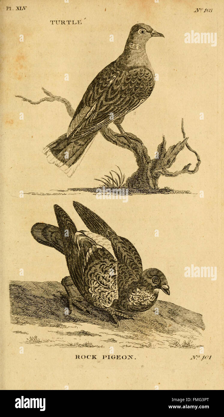 Plate XLV from 'British Zoology' provides a detailed illustration of ...