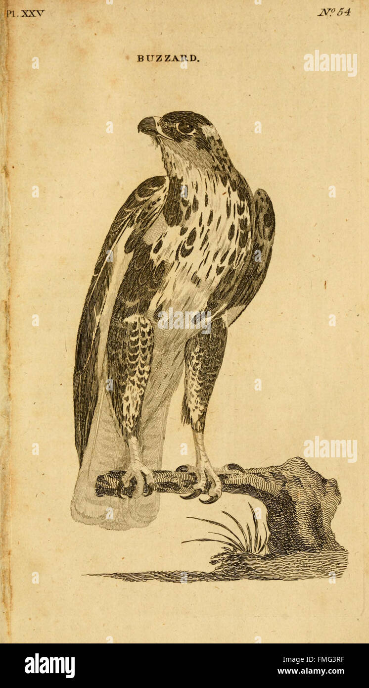 Plate XXV from 'British Zoology' showcases illustrations of British ...