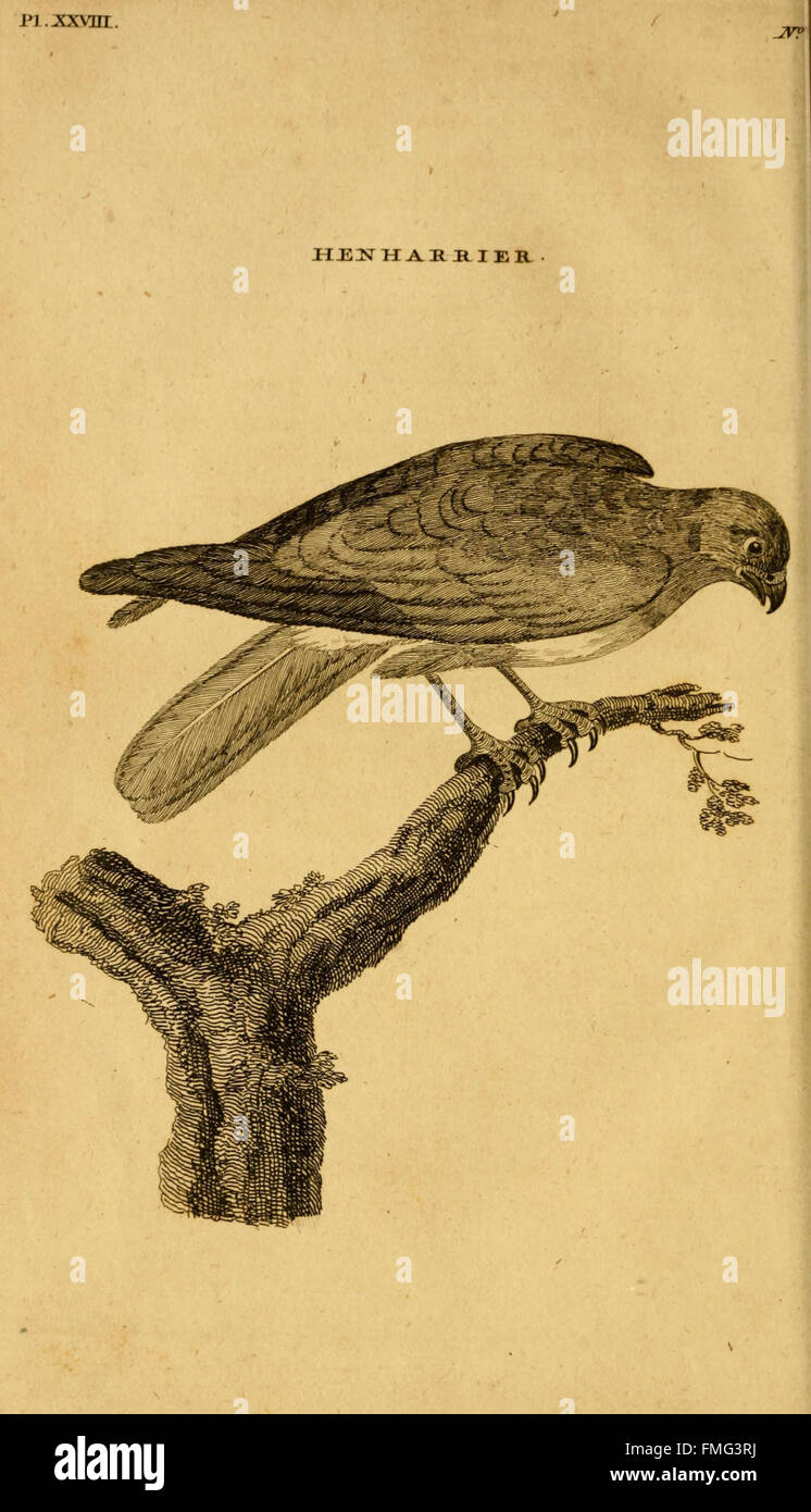 Plate XXVIII from 'British Zoology' features detailed illustrations and ...