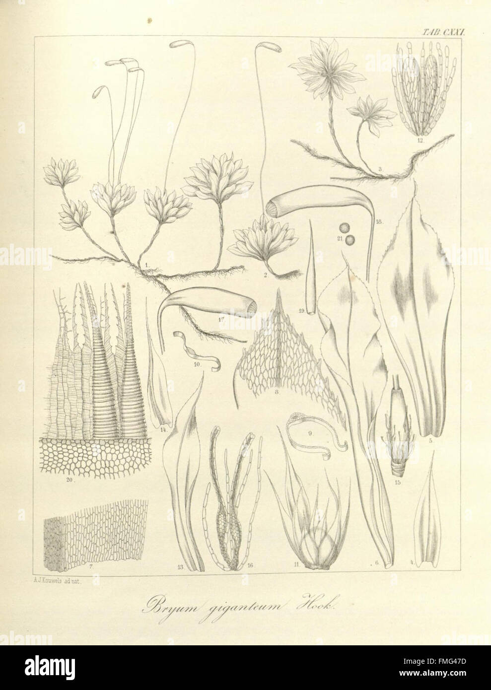 Bryologia javanica (TAB CXXI Stock Photo - Alamy
