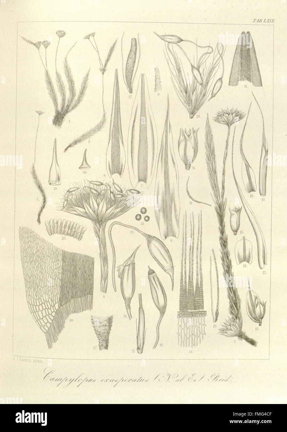 Lxix hi-res stock photography and images - Alamy