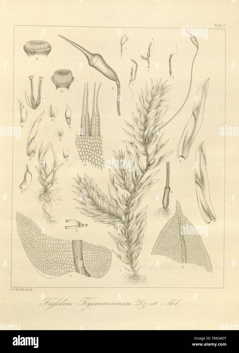 This plate from 'Bryologia Javanica' presents illustrations of ...