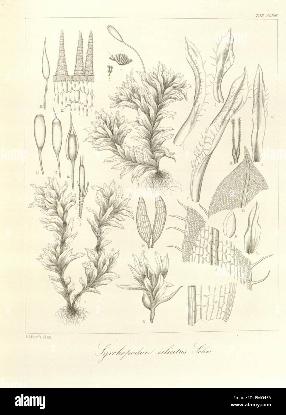 Tab. XLVIII from 'Bryologia Javanica' showcases various species of ...
