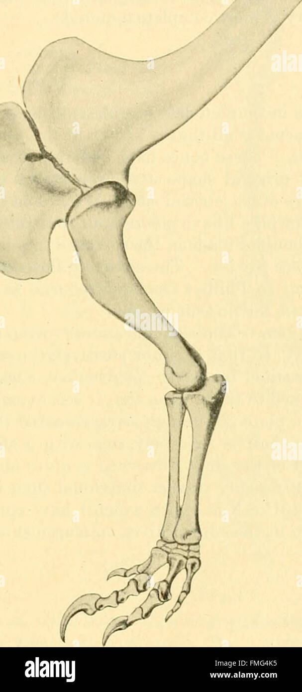 The 1920 Bulletin from the United States National Museum provides a ...