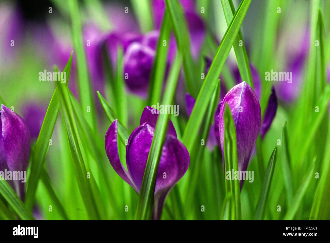 The record plant hi-res stock photography and images - Alamy