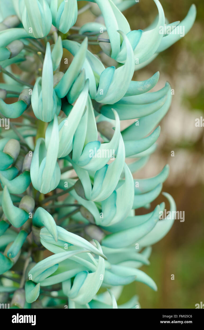 Jade or Emerald vine flower (Strongylodon macrobotrys Stock Photo - Alamy