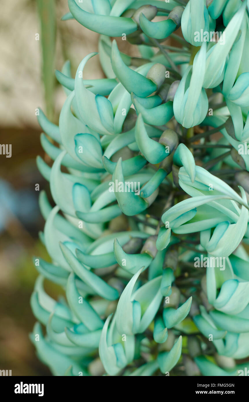 Jade or Emerald vine flower (Strongylodon macrobotrys Stock Photo - Alamy