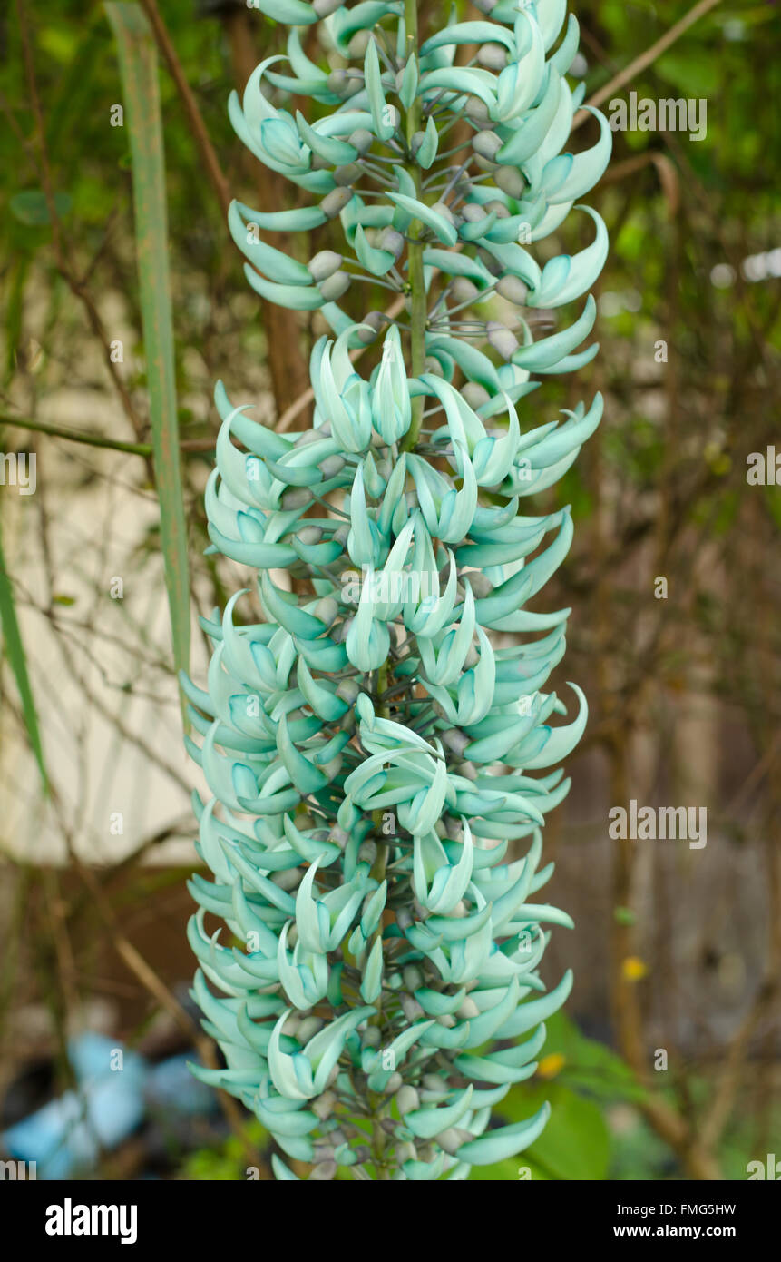 Jade or Emerald vine flower (Strongylodon macrobotrys Stock Photo - Alamy
